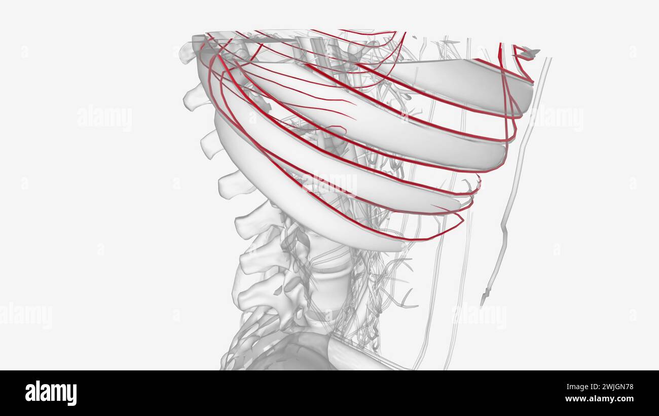 Ascending And Descending Thoracic Vertebral Arteries