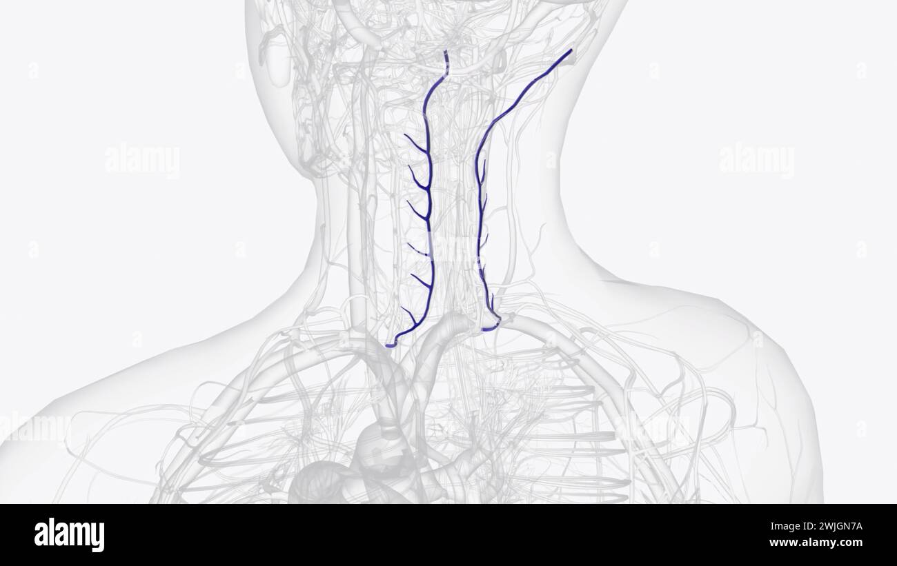 The jugular veins include three pairs of veins in your neck 3d ...