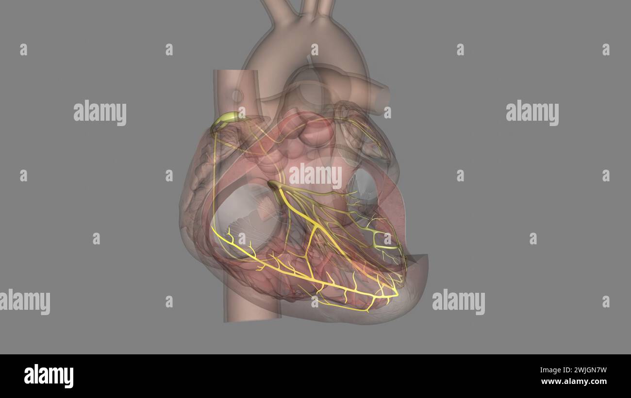 The bundle branches are a part of the electrical system of the heart 3d ...