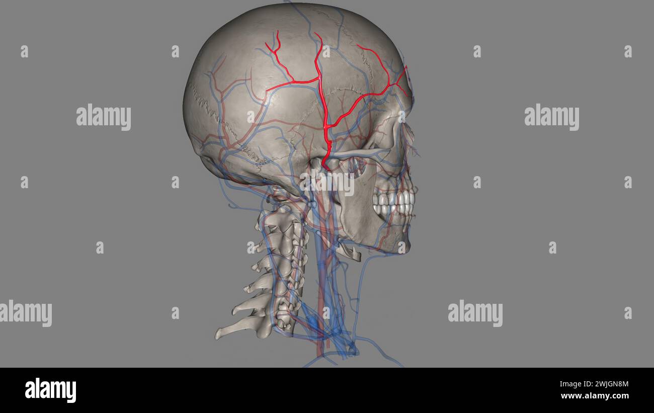 The superficial temporal artery is a terminal branch of your external ...