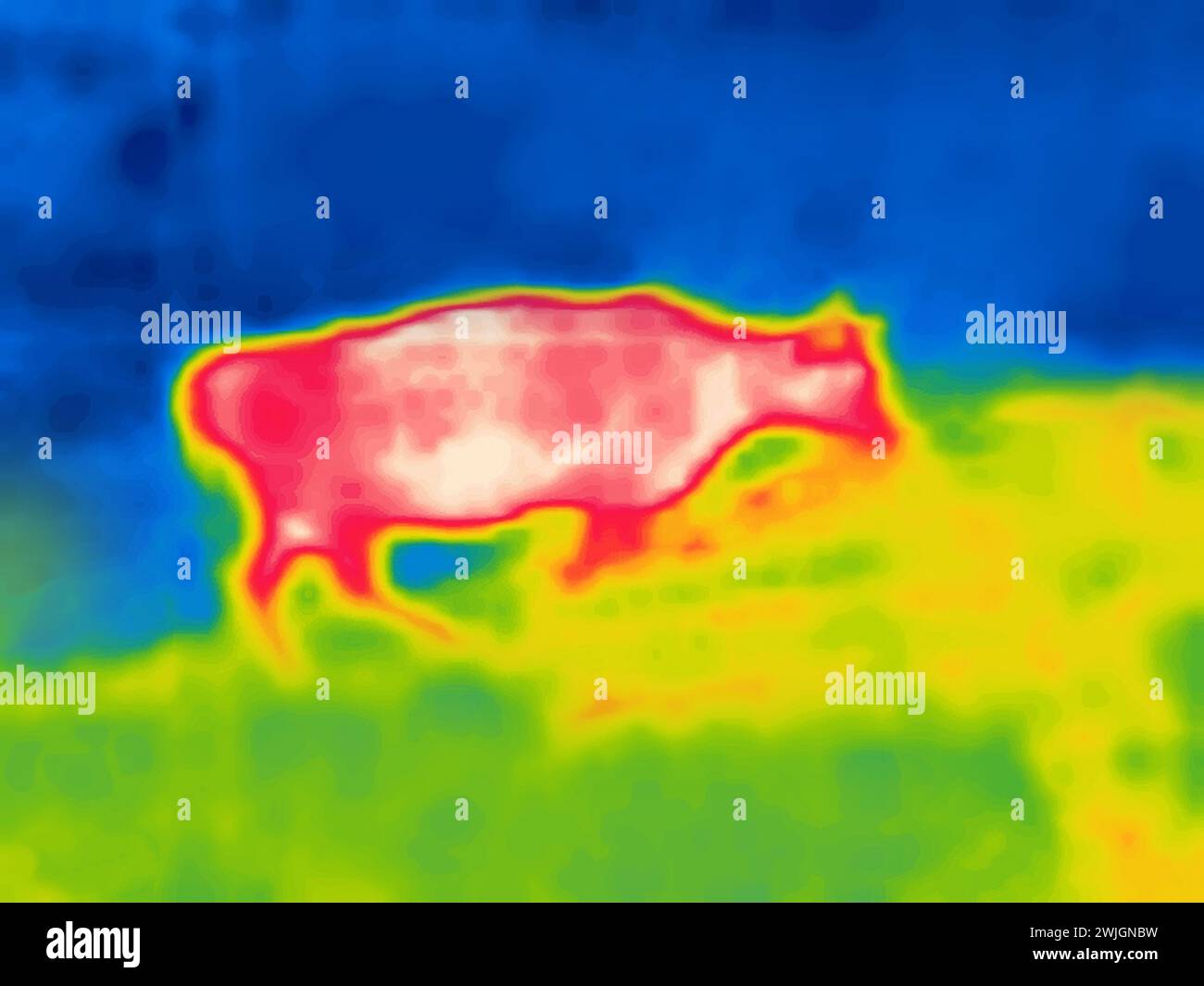 Cow. Image from thermal imager device Stock Photo - Alamy