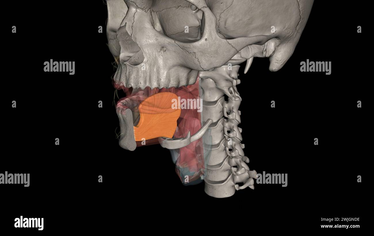 Extrinsic tongue muscles hi-res stock photography and images - Alamy