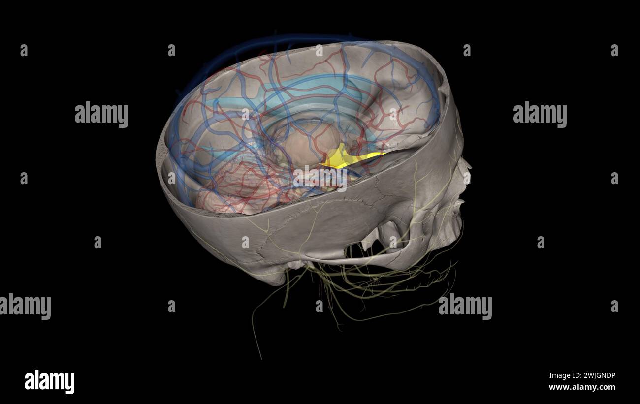 Sense neuron hi-res stock photography and images - Alamy
