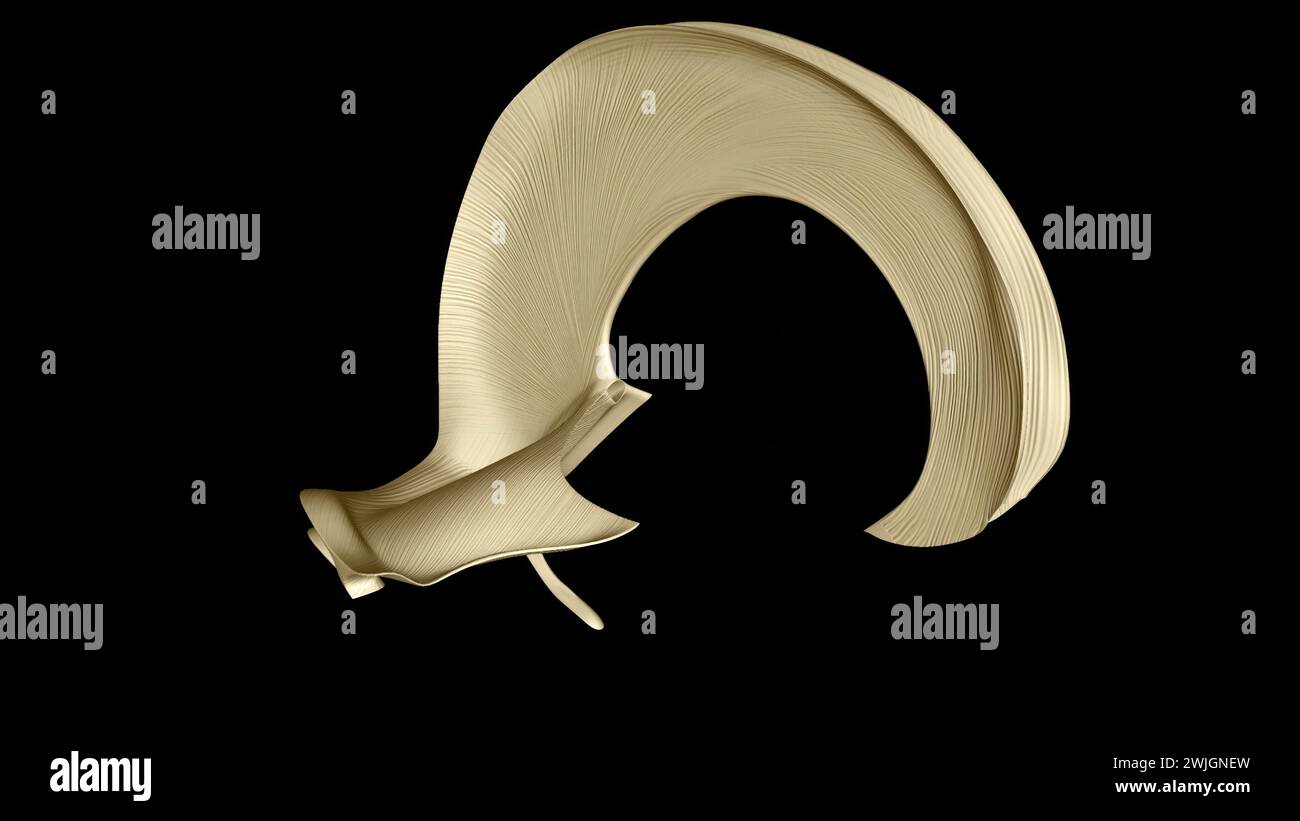 The falx cerebri and tentorium cerebelli are thin dural structures ...