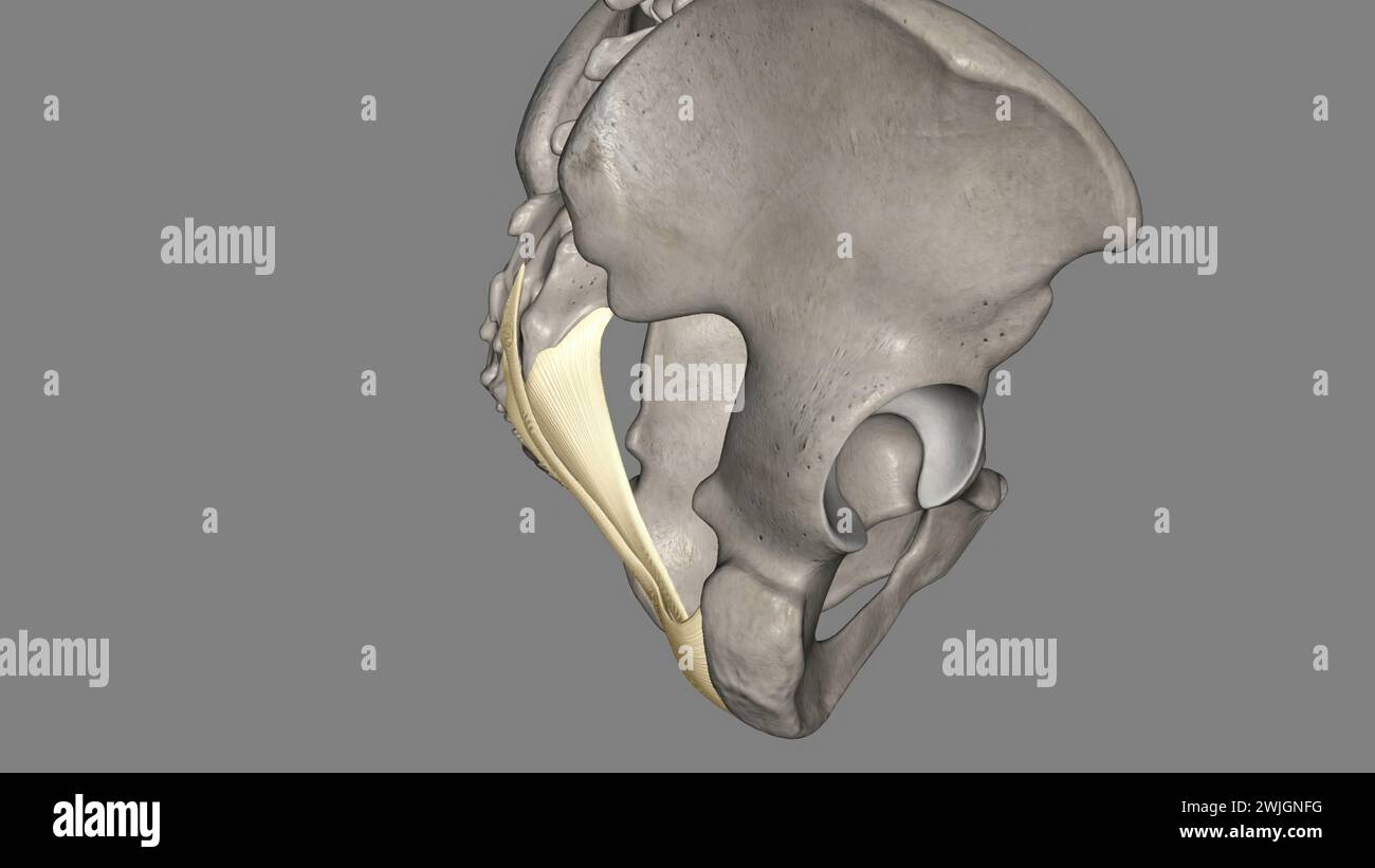 Sacrotuberous ligament hi-res stock photography and images - Alamy