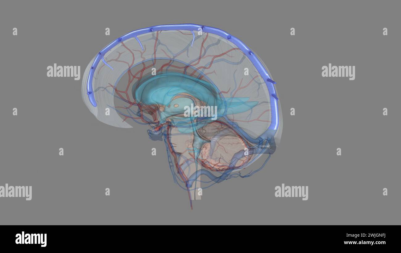 The superior sagittal sinus is the major component of the superficial ...