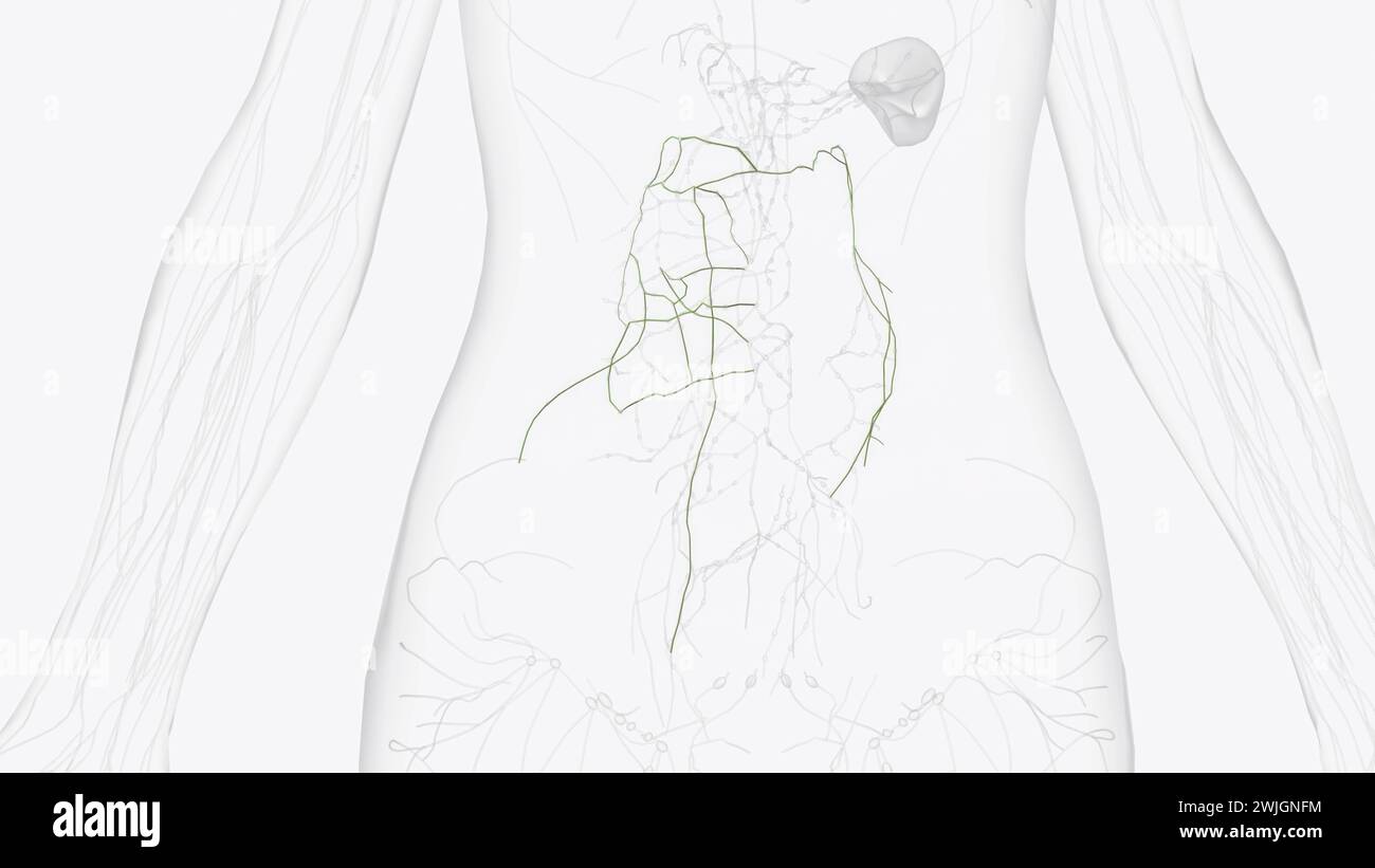 Lymphatic vessels of the hand hi-res stock photography and images - Alamy