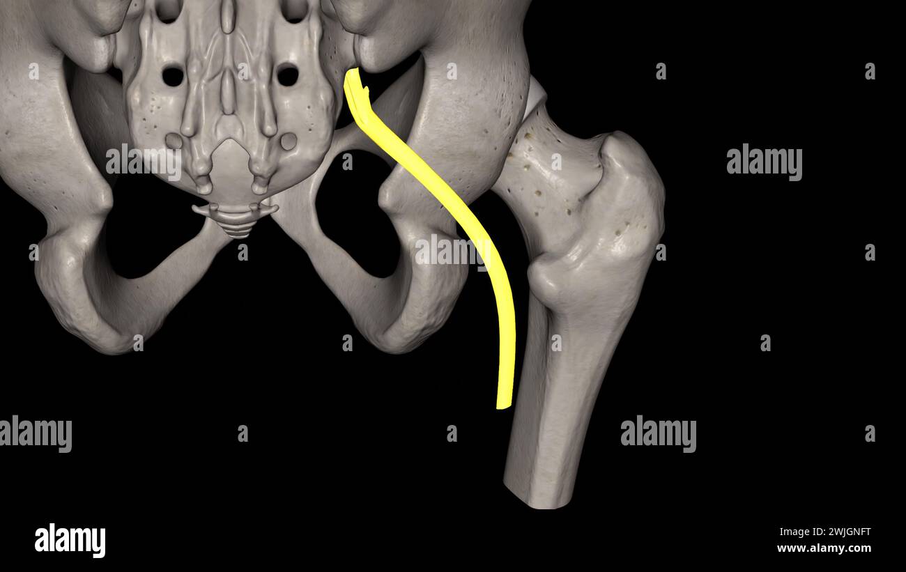 The common peroneal nerve, also known as the common fibular nerve Stock ...