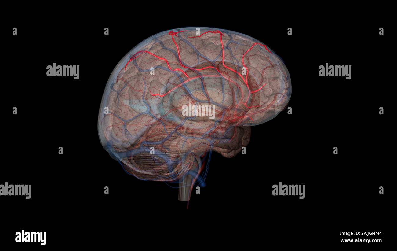 The anterior cerebral artery is the terminal branch of the ...