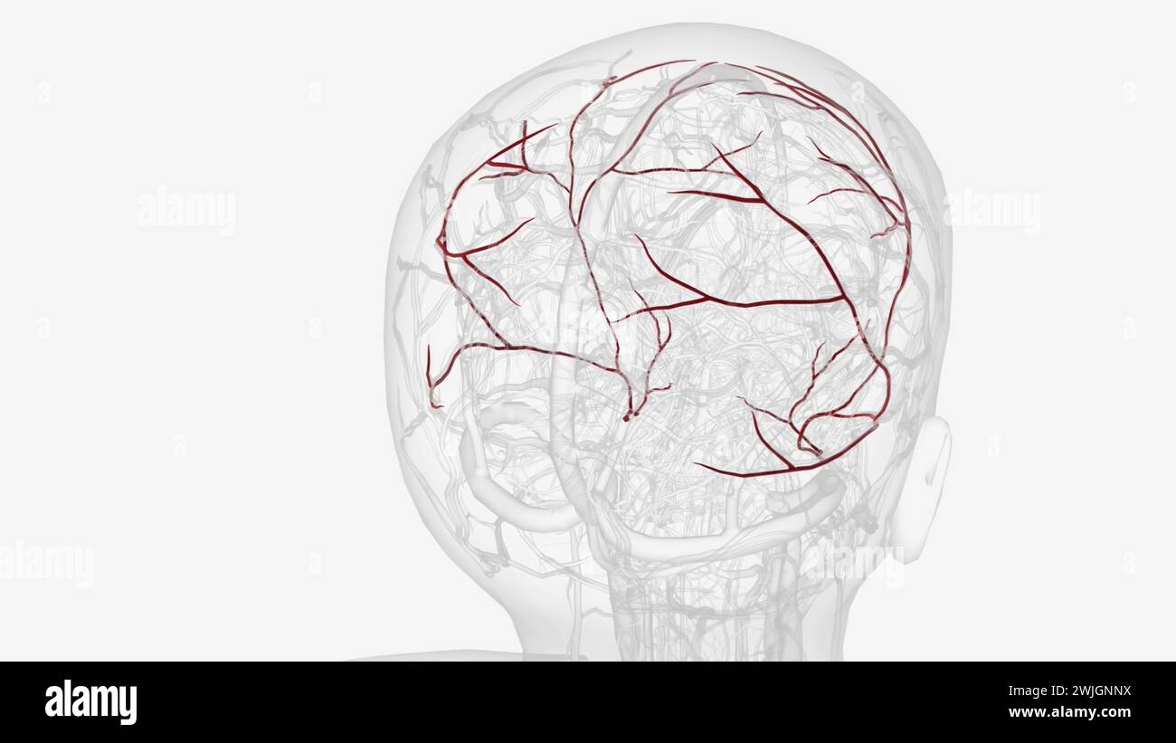 The Middle Meningeal Artery Is A Vital Artery That Plays An Important Clinical Role 3d