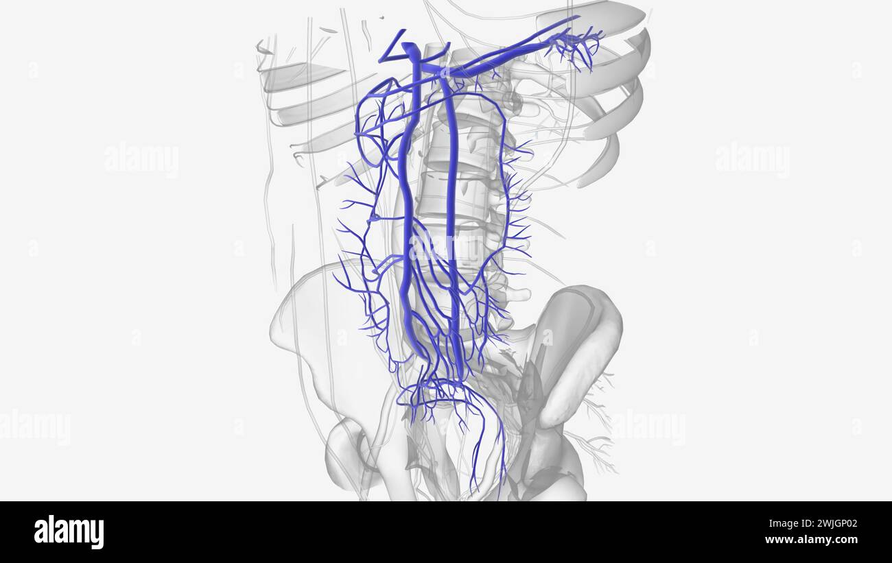 he hepatic portal system is the system of veins that transports blood ...