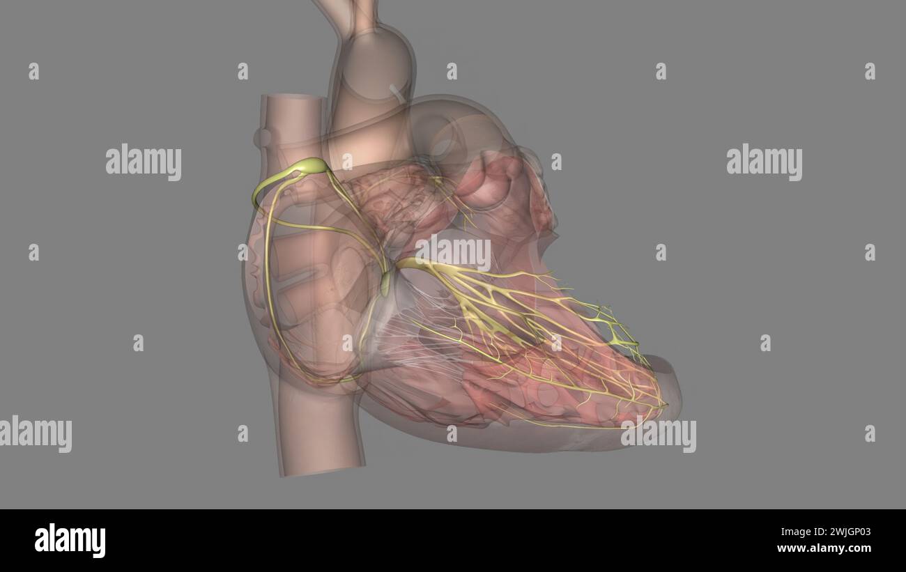 The network of nerves supplying the heart is called the cardiac plexus ...