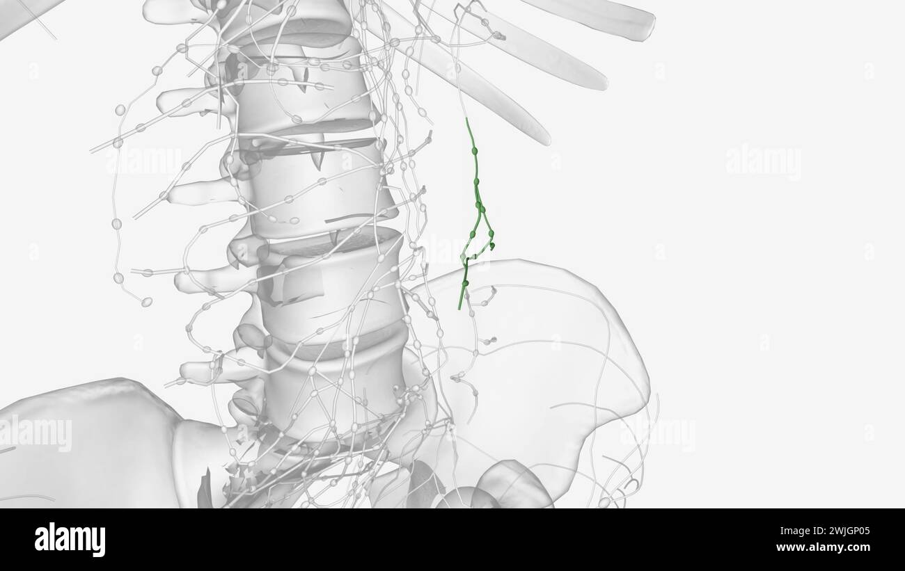 The colic lymph nodes are the large intestinal lymph nodes 3d ...
