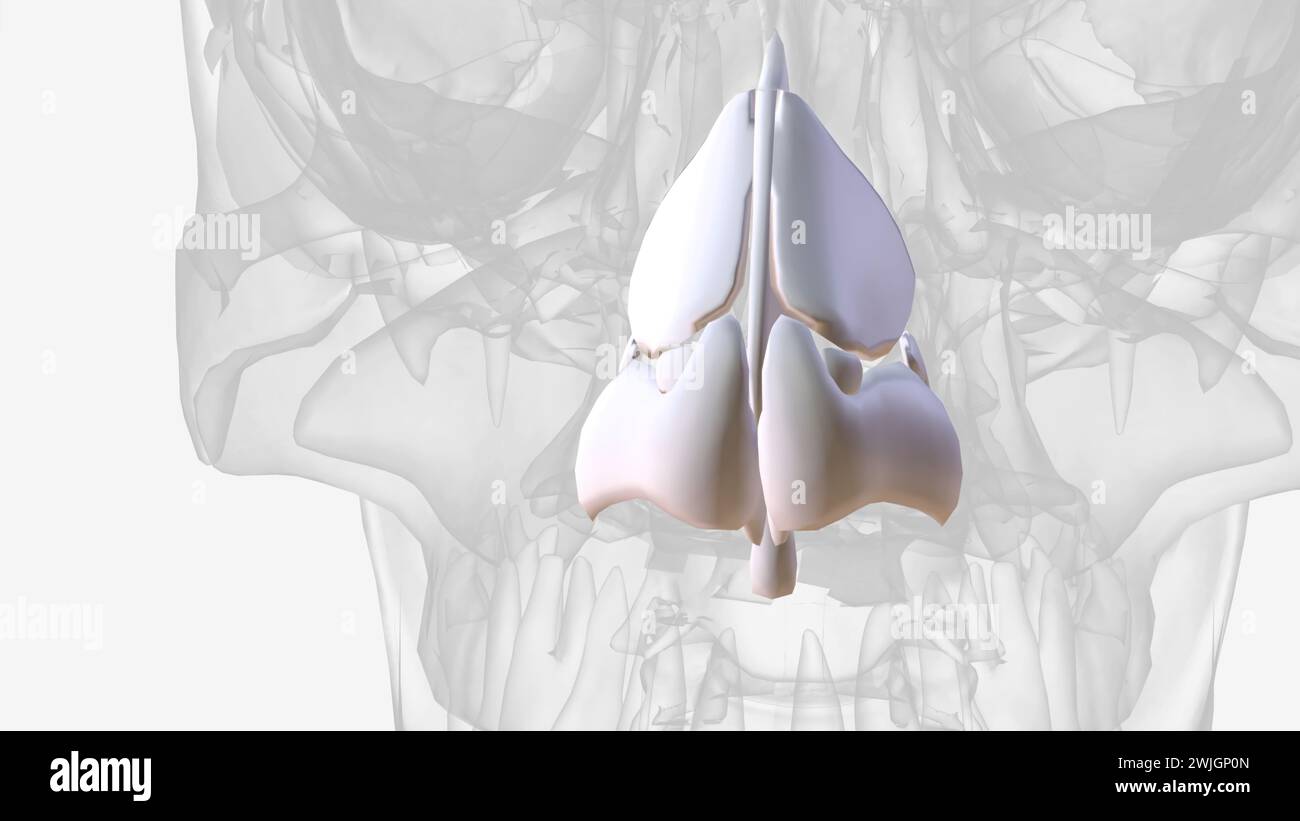 Distal humerus fracture hi-res stock photography and images - Alamy