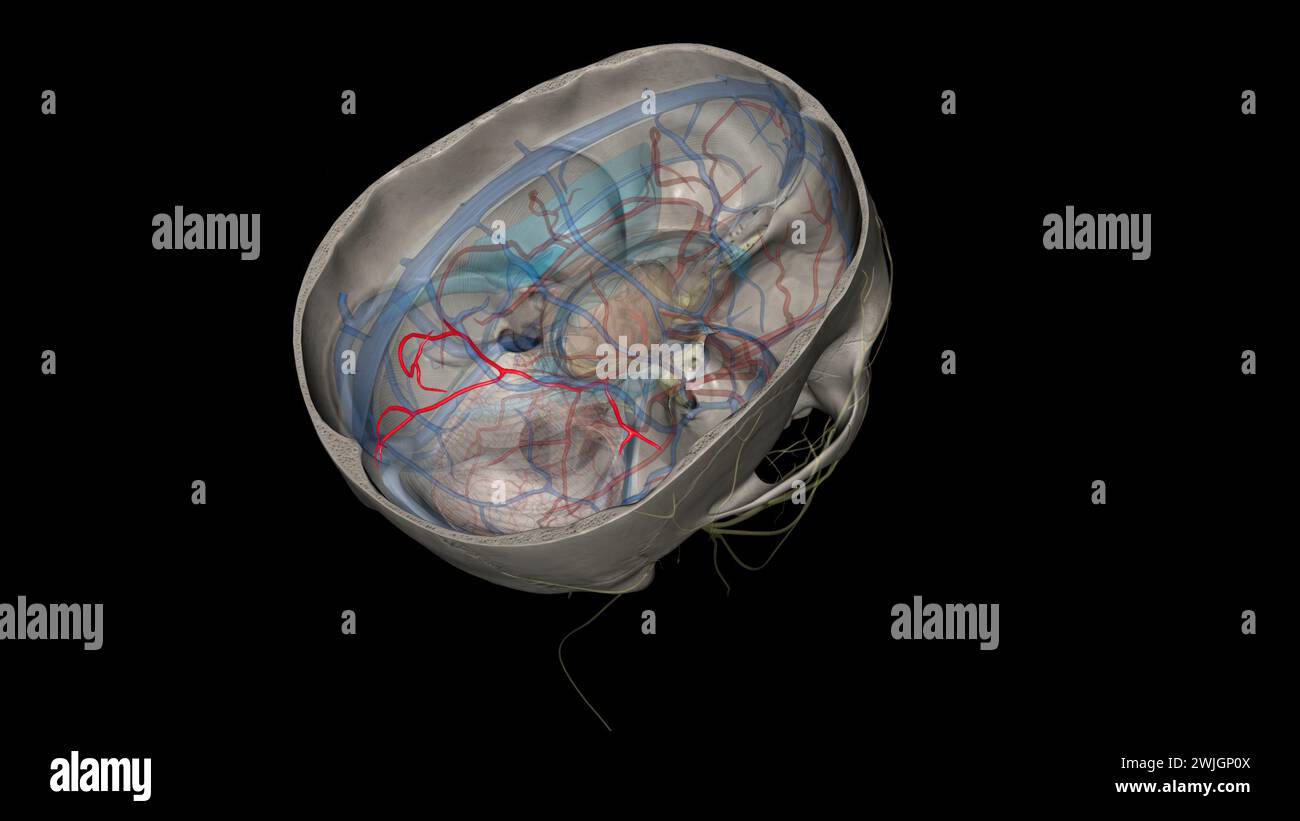 The posterior cerebral artery is a terminal branch of the basilar ...