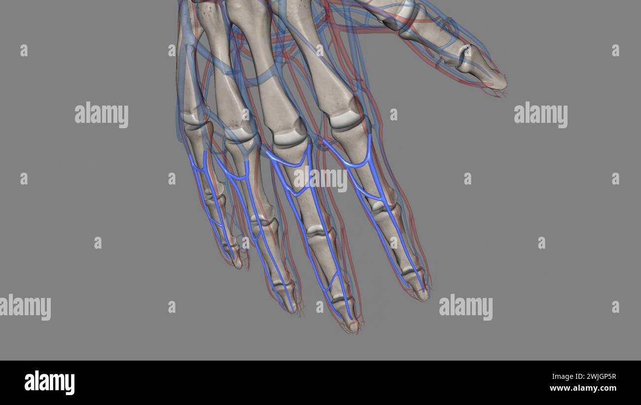 Common palmar digital arteries hi-res stock photography and images - Alamy