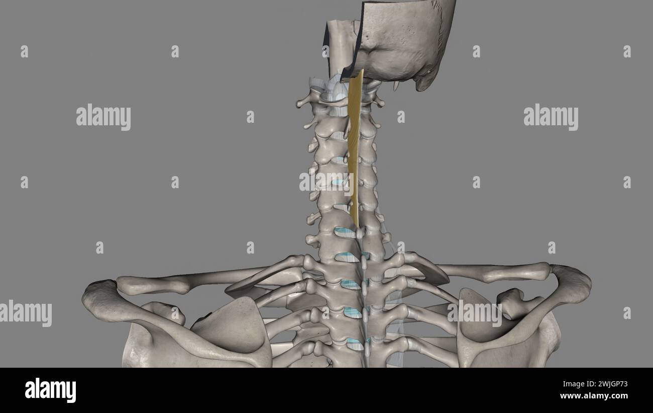 Supraspinous hi-res stock photography and images - Alamy