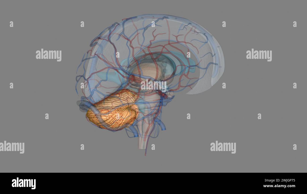 The cephalic vein is a superficial vein of the upper limb and it's one ...