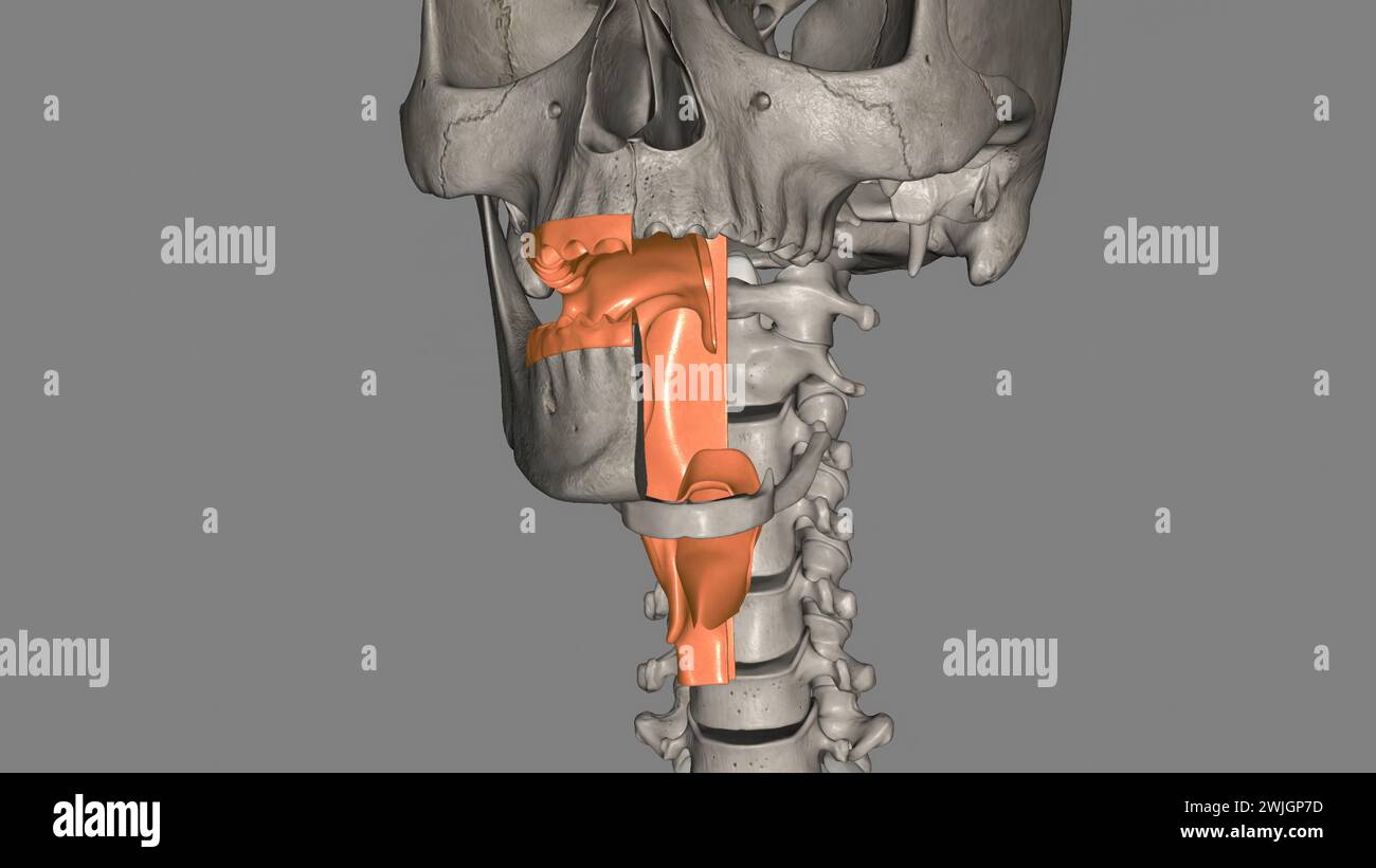 Laryngopharynx hi-res stock photography and images - Alamy