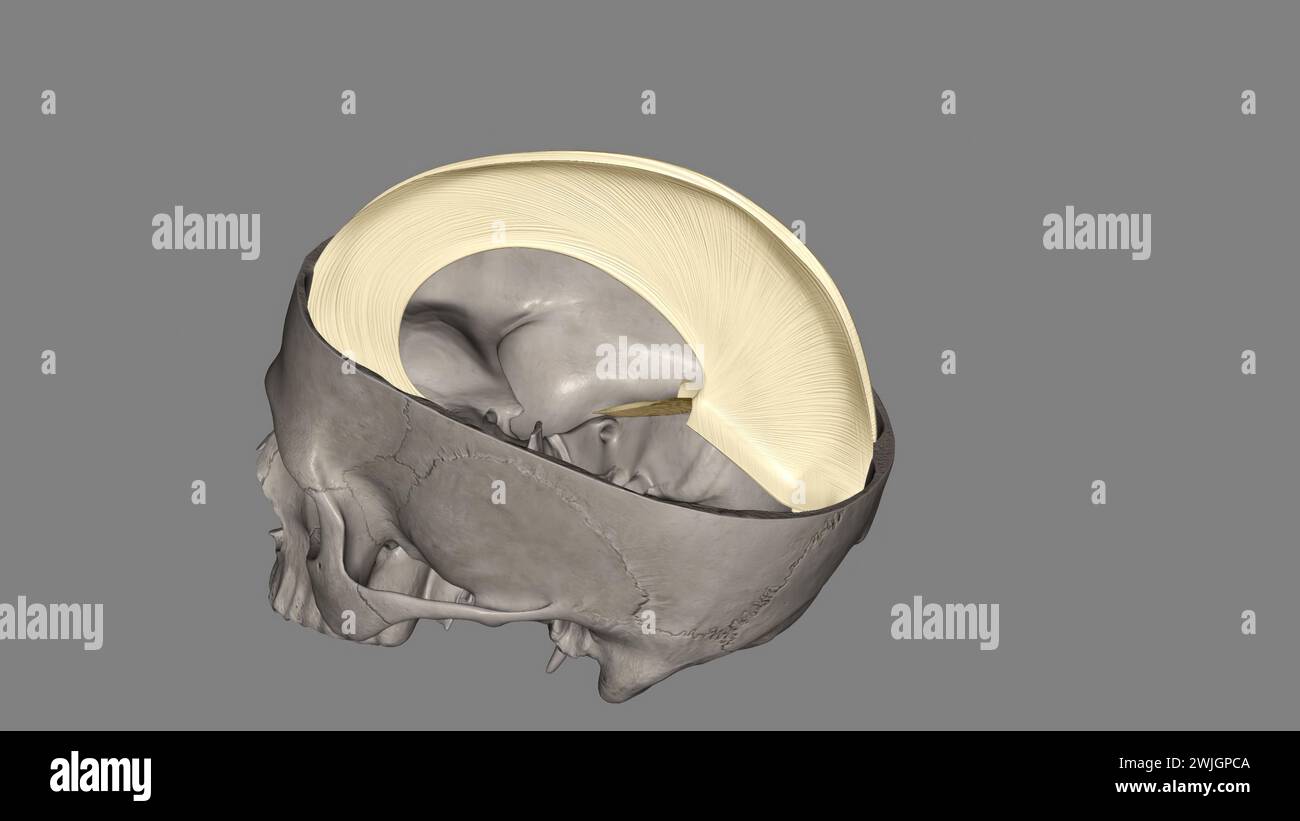 Cerebelli hi-res stock photography and images - Alamy