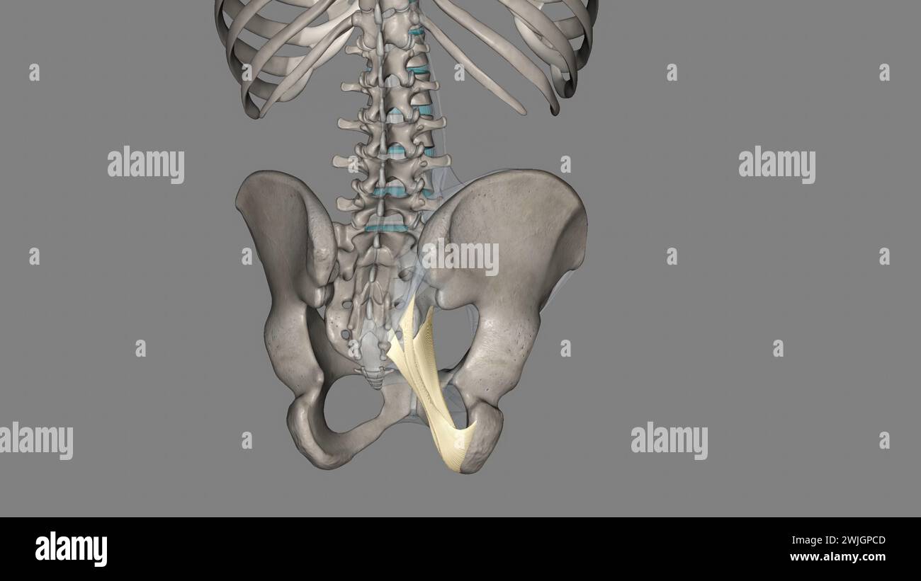 Sacrotuberous ligament hi-res stock photography and images - Alamy