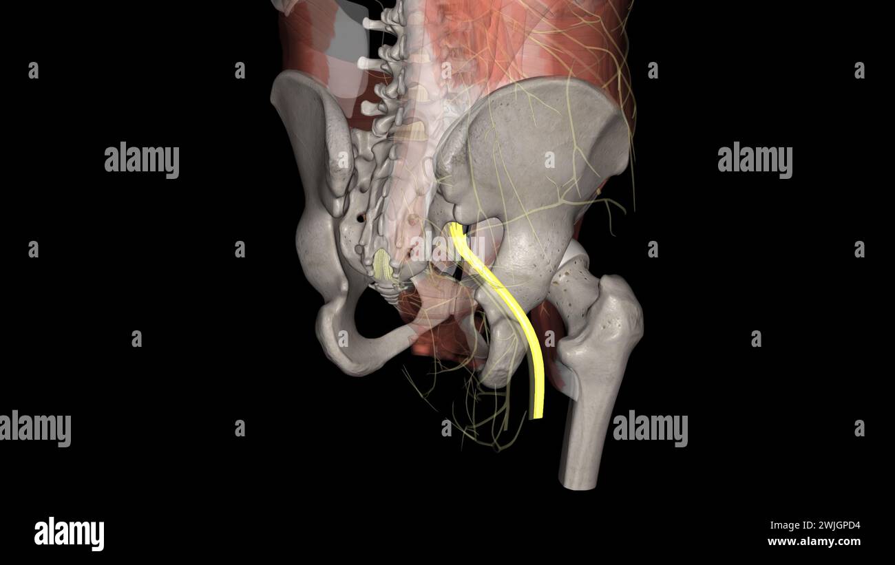 The common peroneal nerve, also known as the common fibular nerve Stock ...