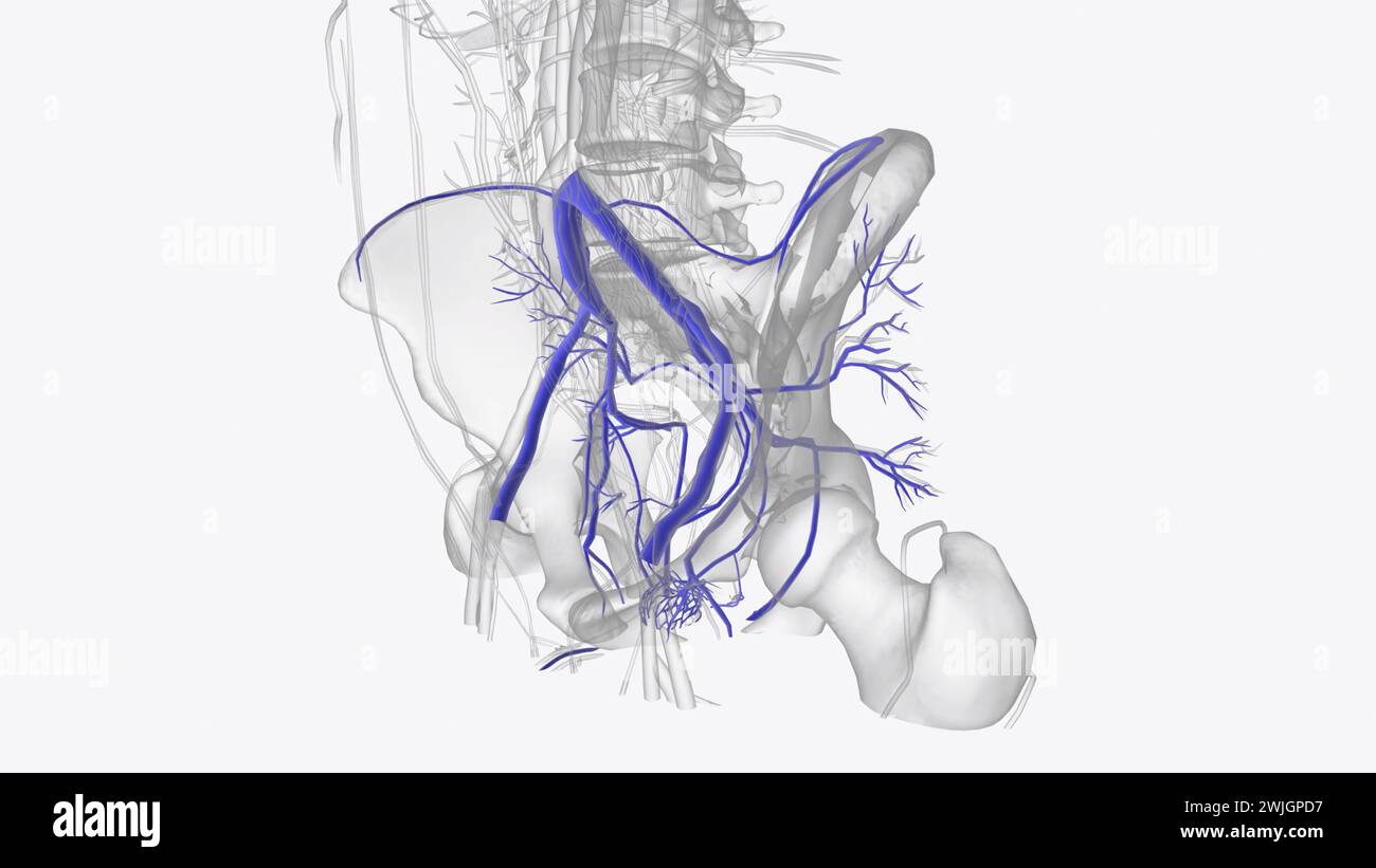 Iliac veins hi-res stock photography and images - Alamy