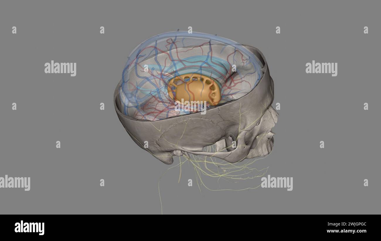 Caudate nucleus of brain hi-res stock photography and images - Alamy