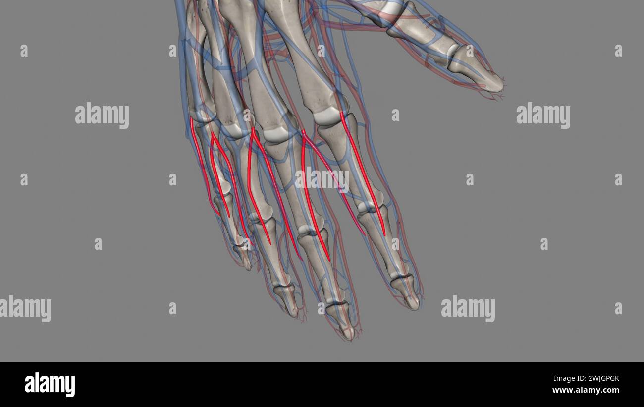 Common palmar digital arteries hi-res stock photography and images - Alamy