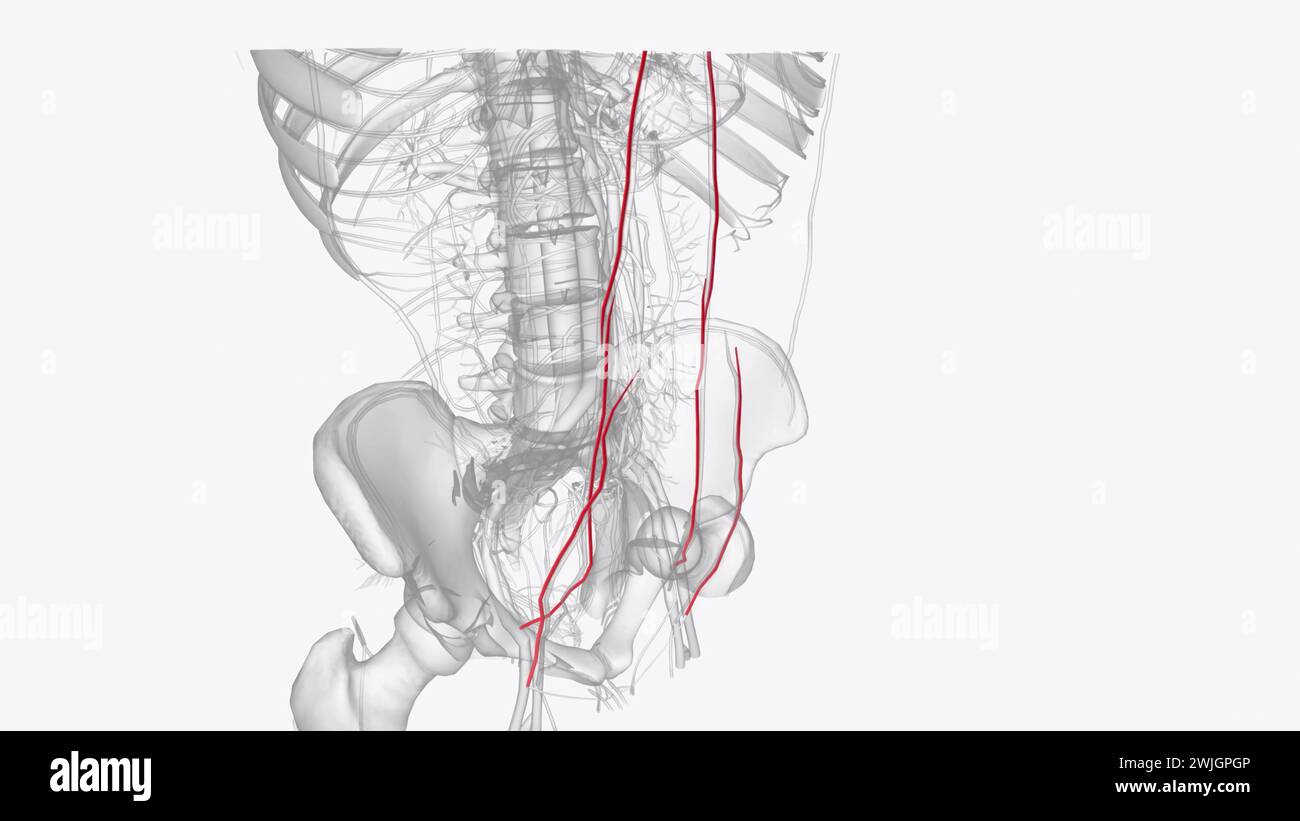 Arterial supply to the abdomen is by the branches of the abdominal ...