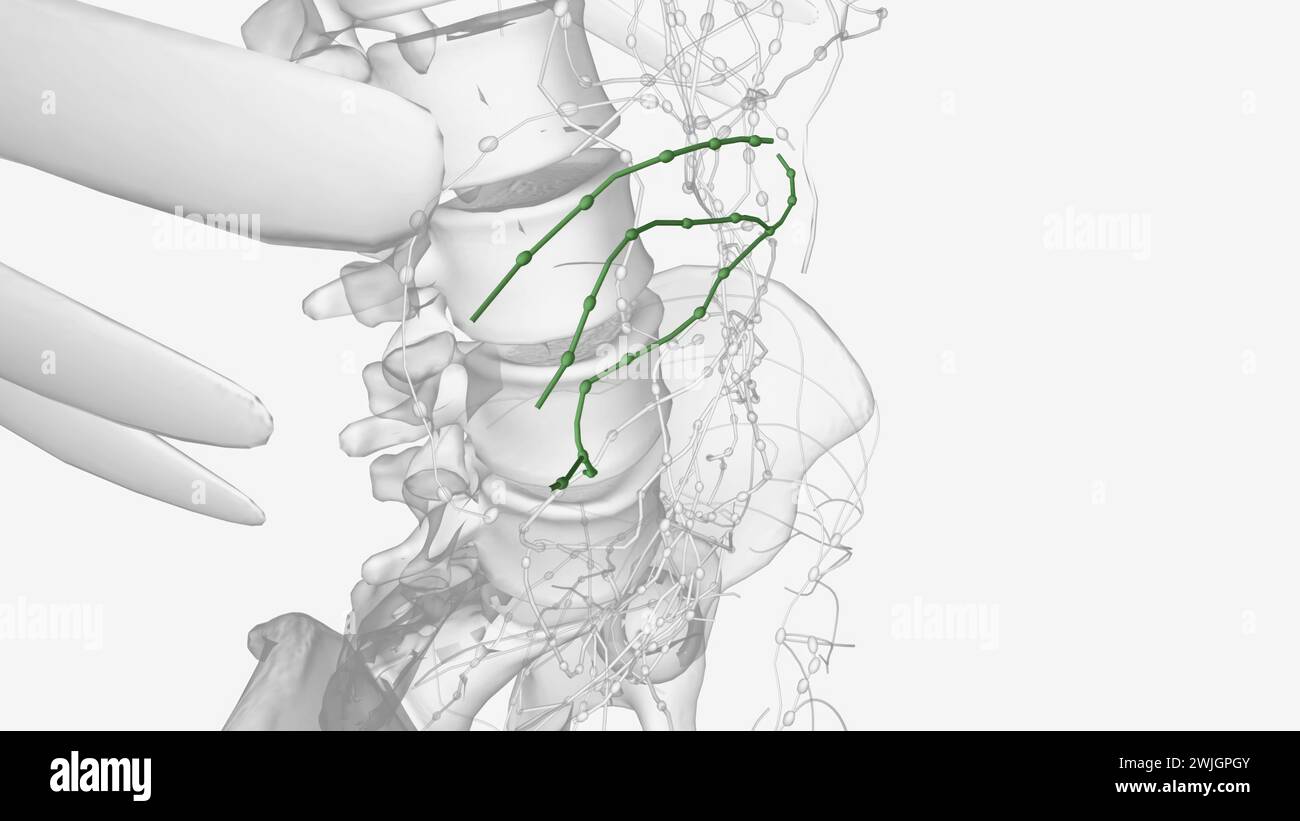 Middle Colic Lymph Nodes 3d illustration The middle colic lymph node 3d ...