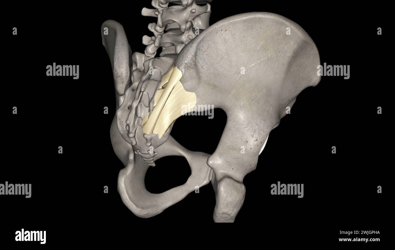 The posterior sacroiliac ligament is a compound ligament composed of ...