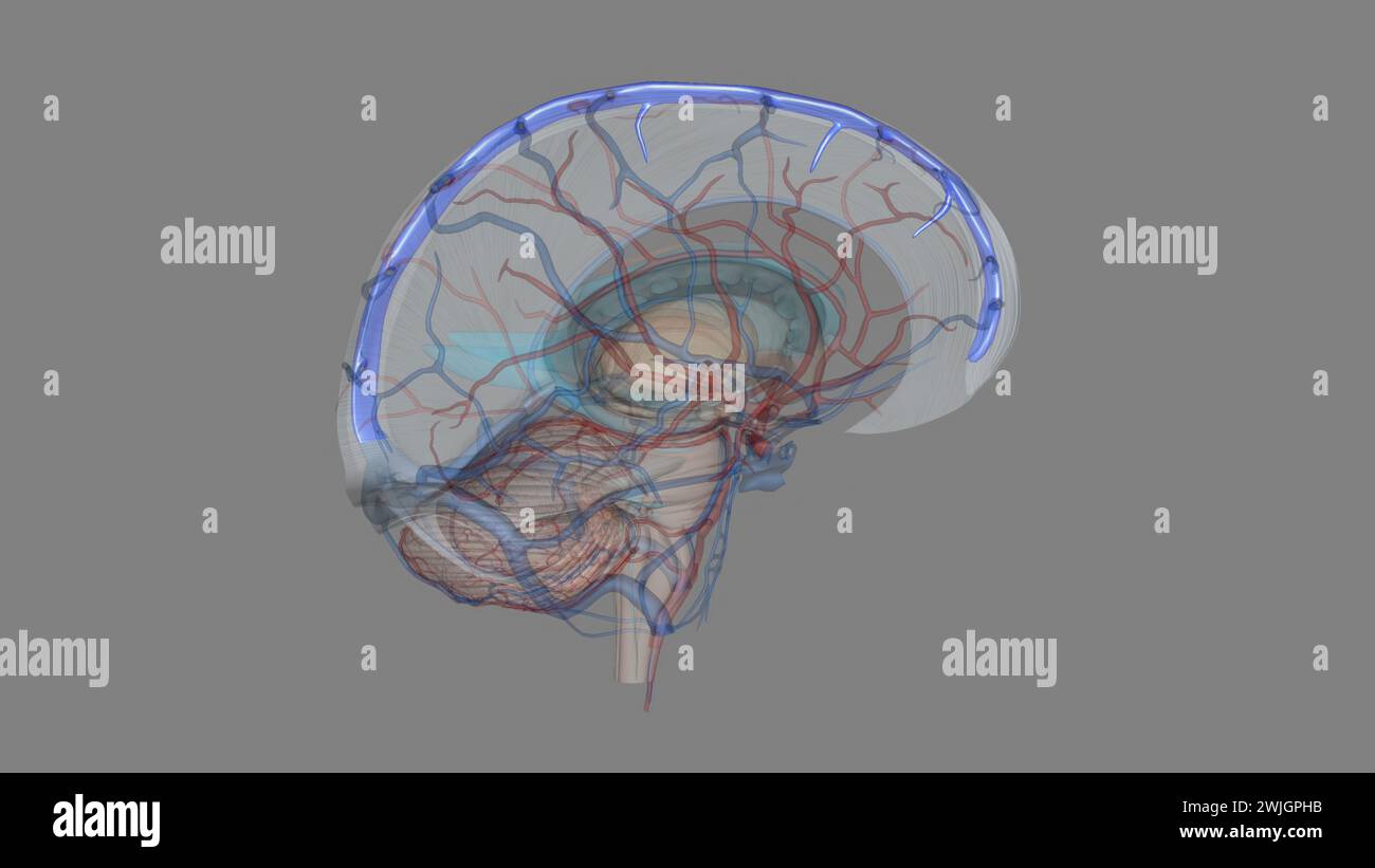 Superior sagittal sinus hi-res stock photography and images - Alamy