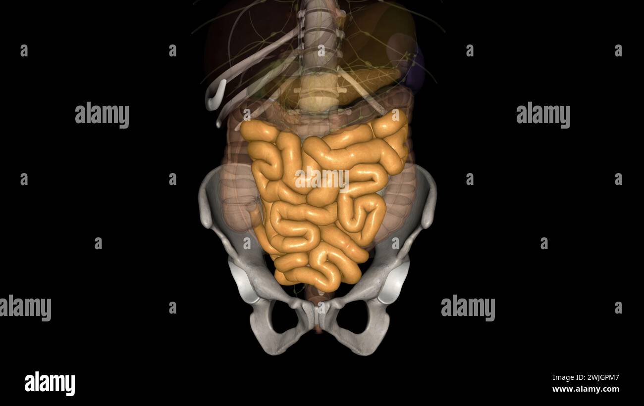 The small intestine (also referred to as the small bowel) is the ...