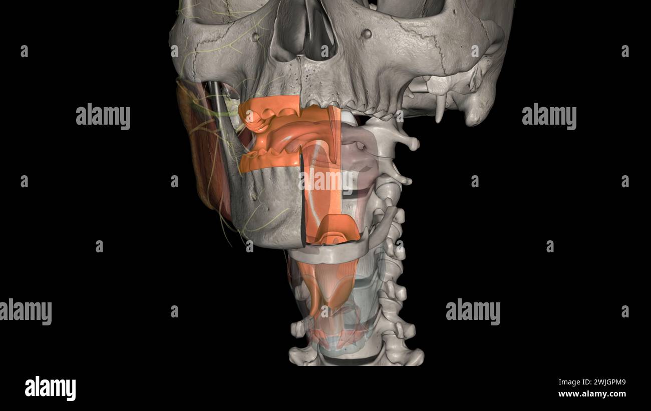 Oropharynx cancer hi-res stock photography and images - Alamy