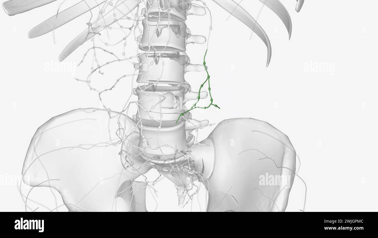 The colic lymph nodes are the large intestinal lymph nodes 3d ...