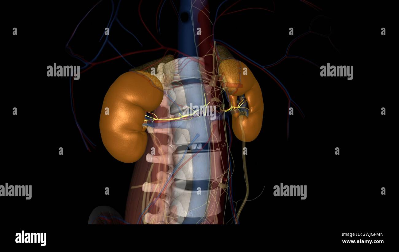 The renal plexus is a complex network of nerves formed by filaments ...