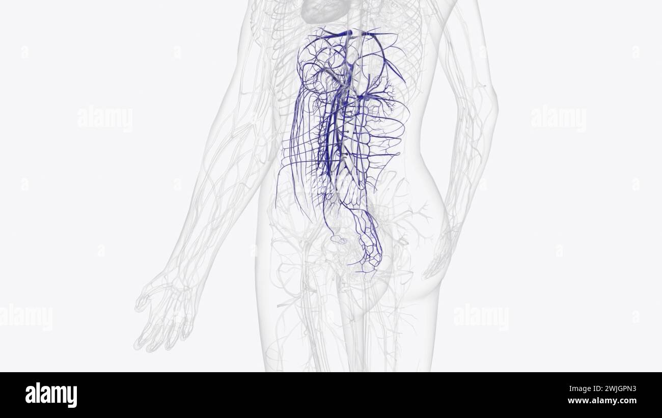 Systemic circulation hi-res stock photography and images - Alamy