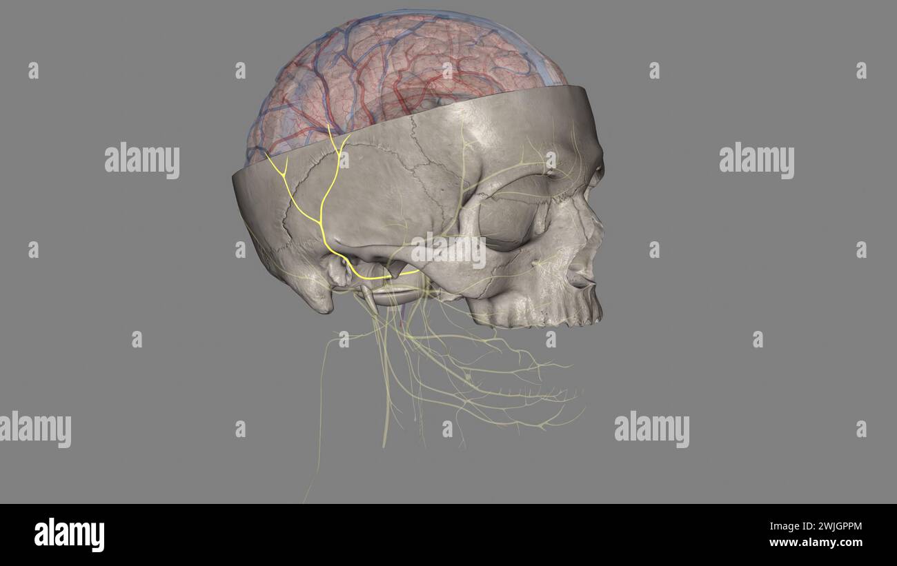 Trigeminal nerve division hi-res stock photography and images - Alamy