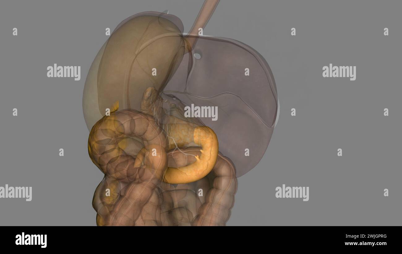 The duodenum is the initial C-shaped segment of the small intestine and ...