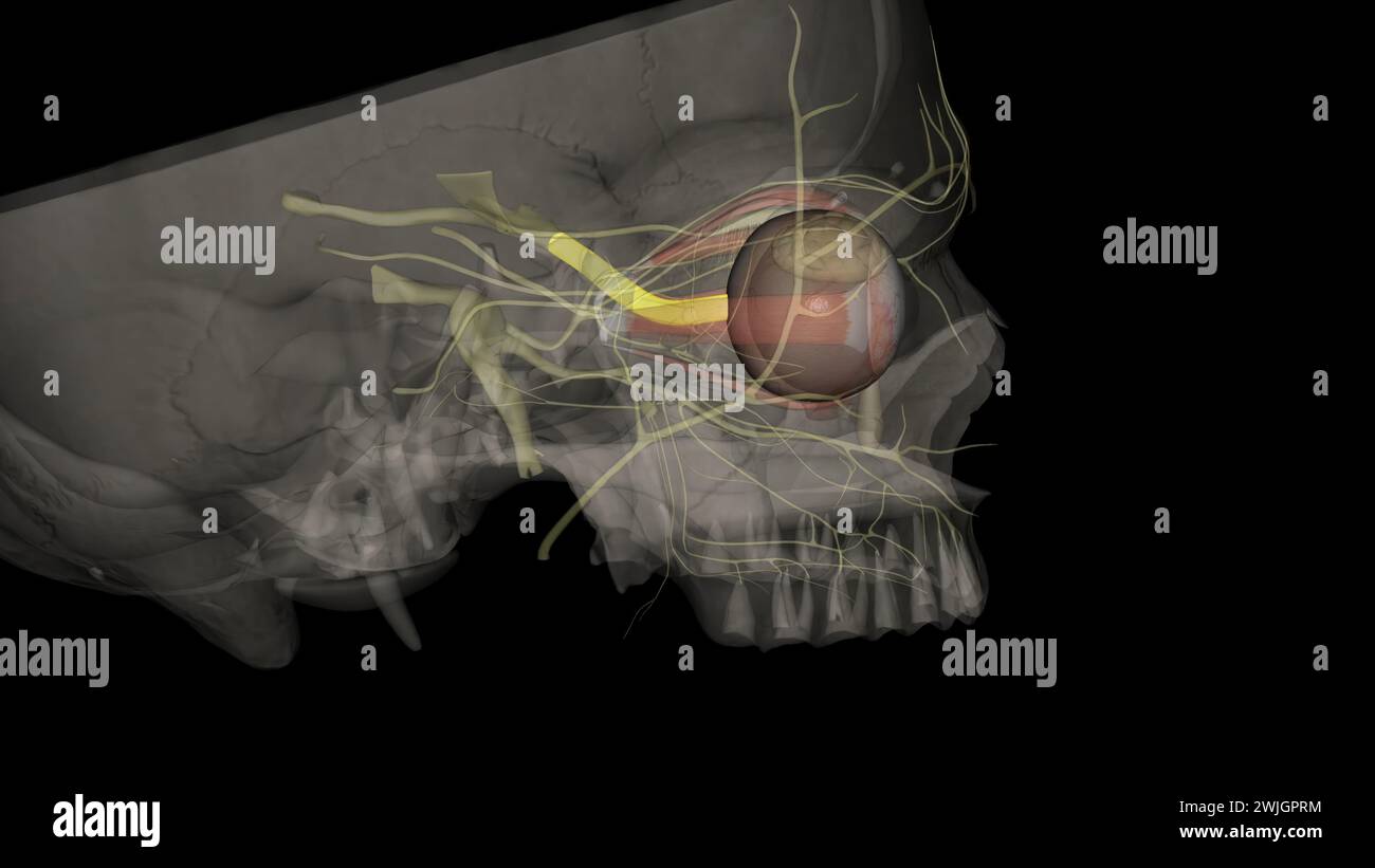 The Optic Nerve Is Comprised Of Millions Of Nerve Fibers That Send Visual Messages To Your Brain