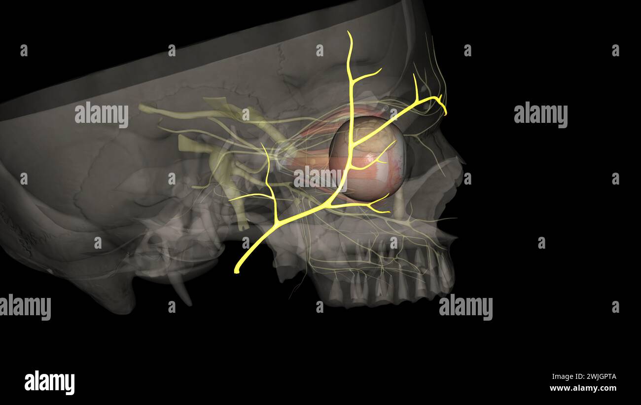 Anatomical eyeball illustration 3d hi-res stock photography and images ...