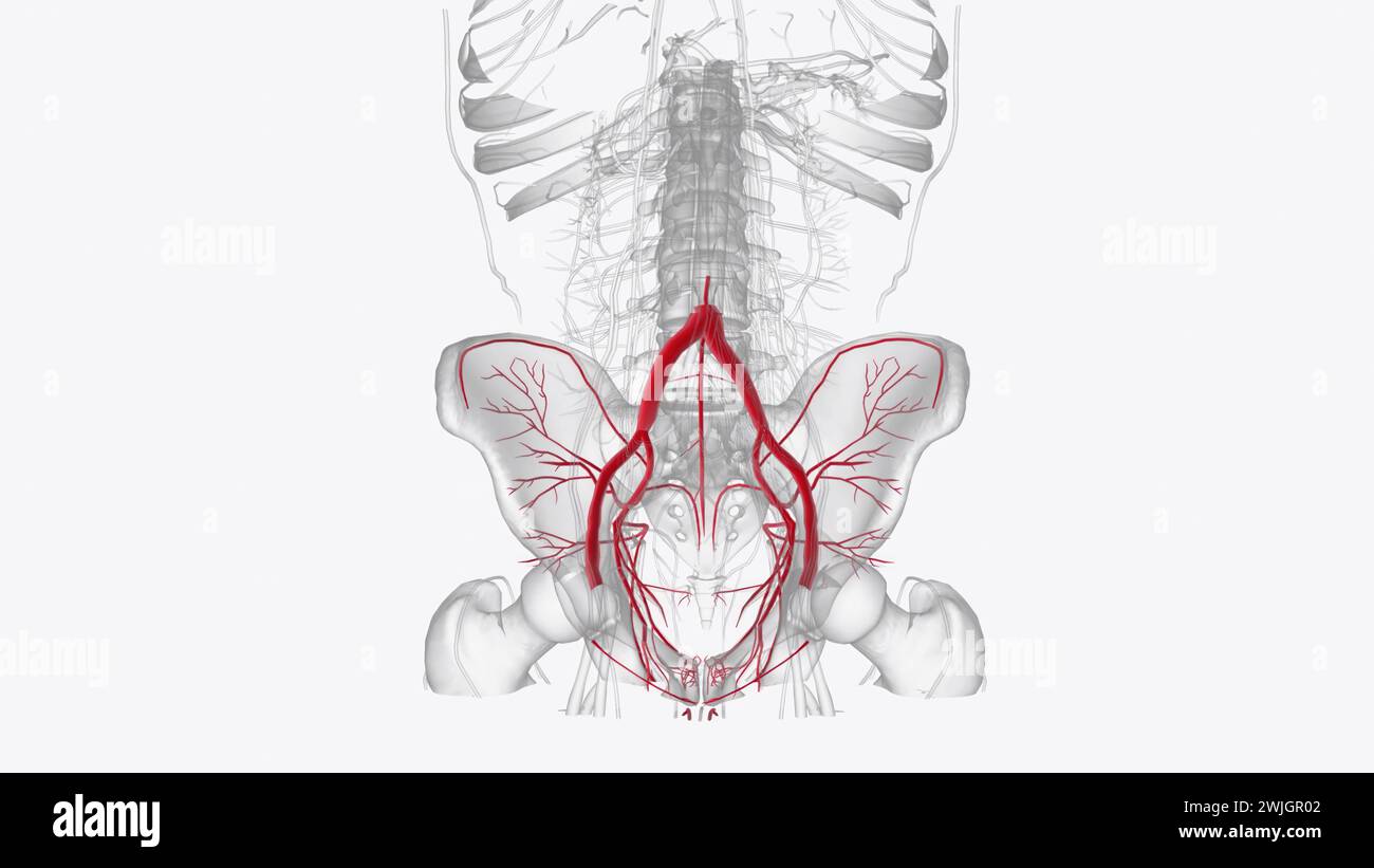 Internal iliac artery Cut Out Stock Images & Pictures - Alamy