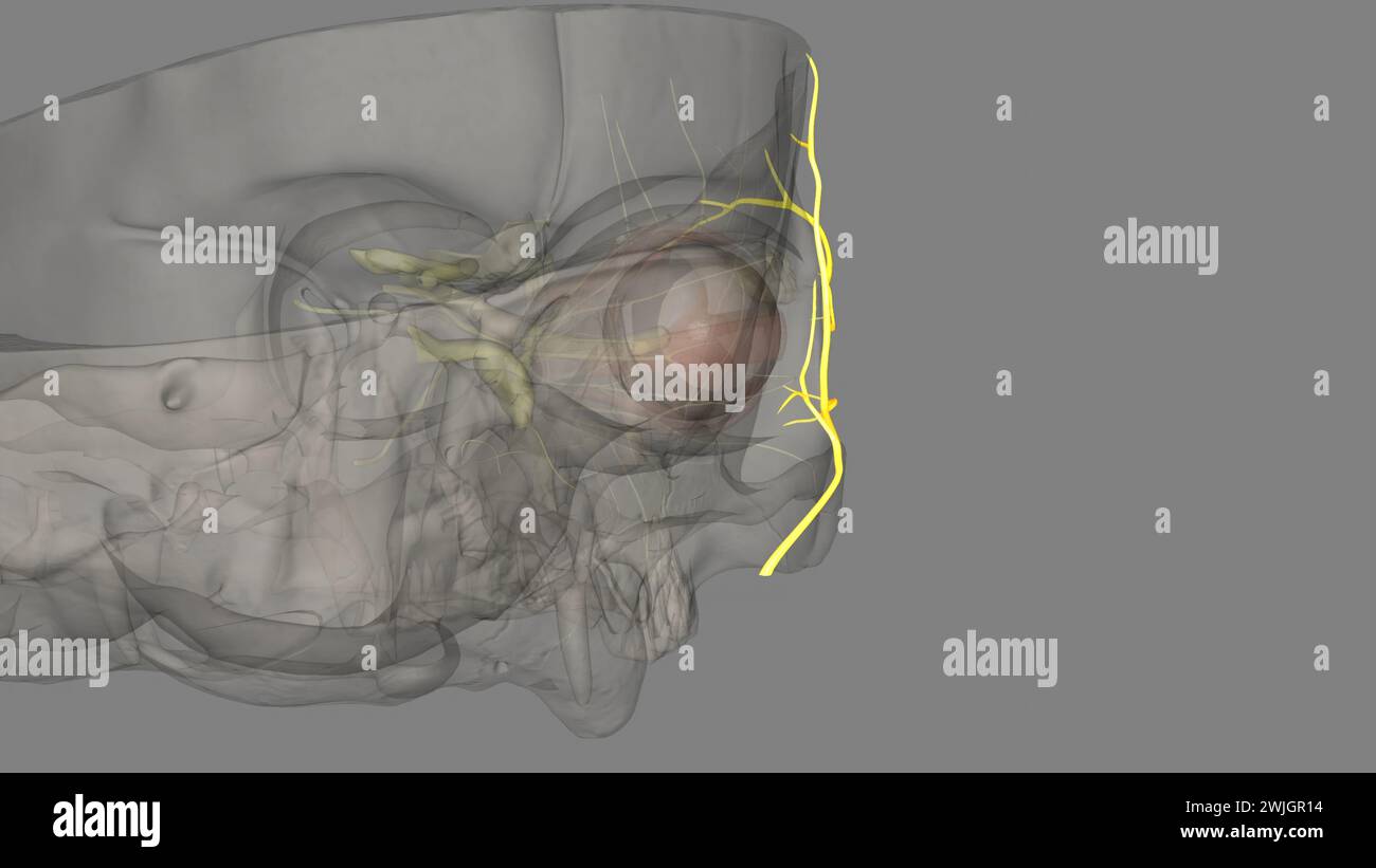 Anatomical eyeball illustration 3d hi-res stock photography and images ...