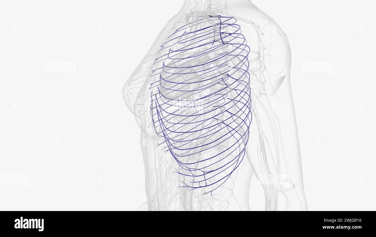 Vena intercostal posterior hi-res stock photography and images - Alamy