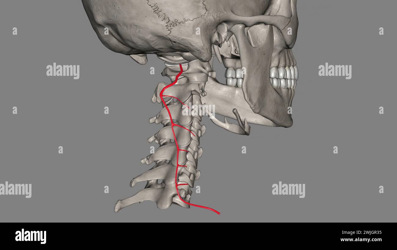 Cervicalis hi-res stock photography and images - Alamy