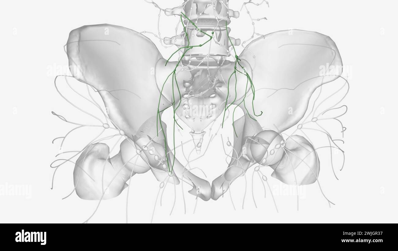 Mesenteric lymph nodes hi-res stock photography and images - Alamy