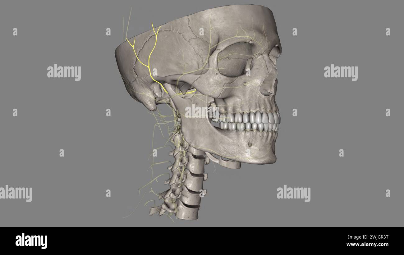 Trigeminal nerve division hi-res stock photography and images - Alamy