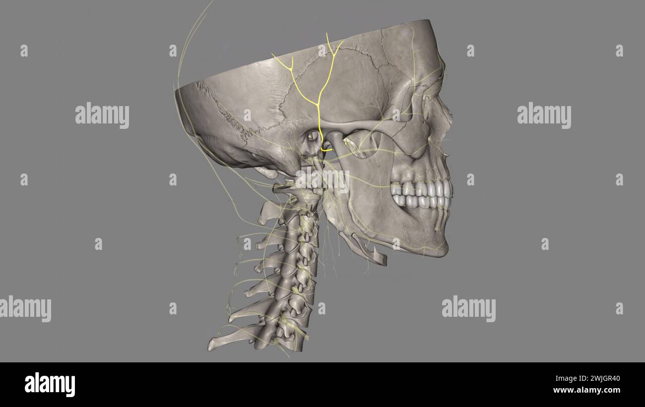 Trigeminal nerve division hi-res stock photography and images - Alamy