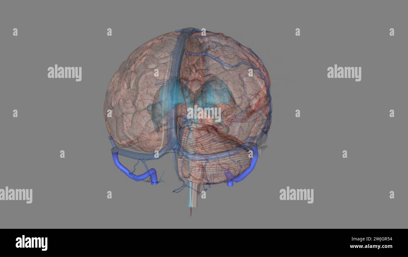 Venous channel hi-res stock photography and images - Alamy